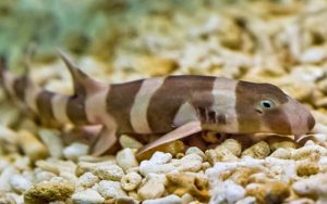 Welcome baby sharks! | TTG Asia